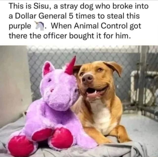 This is Sisu, stray dog who broke into a Dollar General 5 times to ...