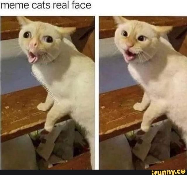 Meme cats real face - iFunny