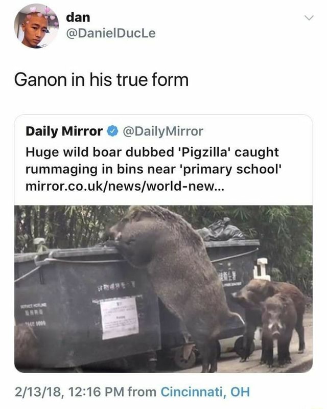 Ganon in his true form Daily Mirror @DailyMirror Huge wild boar dubbed ...