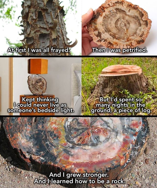 🌳 Happy Fossil Friday! Meme by @startartwithanf - - ' Y; 'At first was ...