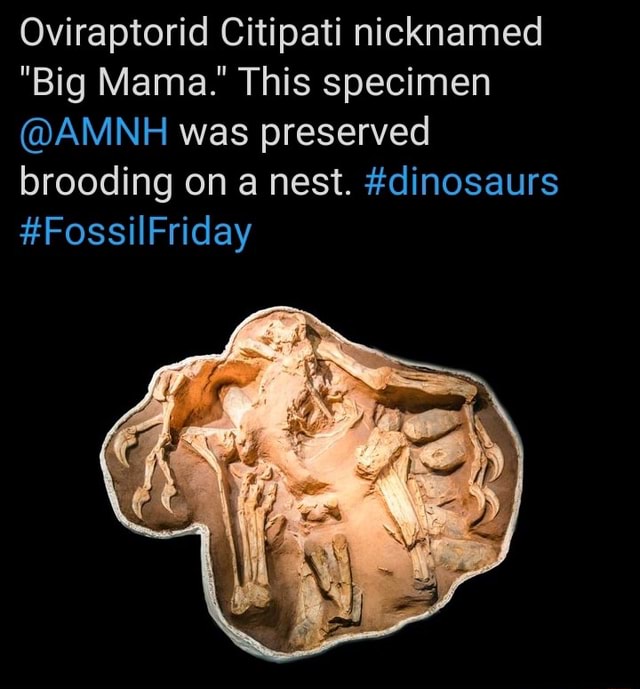Oviraptorid Citipati nicknamed "Big Mama." This specimen @AMNH was ...