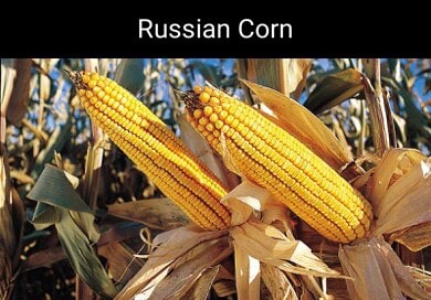 Russian Corn - iFunny
