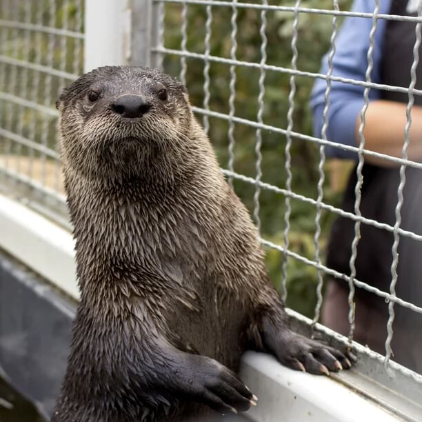 Otter visiting a human zoo. Remember: Don't feed the humans! - America ...