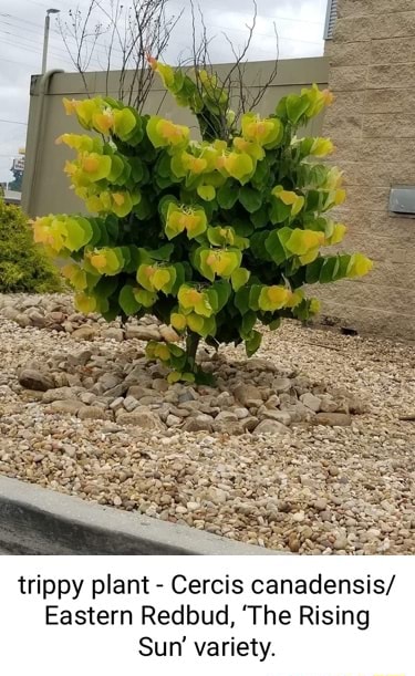 Trippy plant - Cercis canadensis/ Eastern Redbud, 'The Rising Sun ...