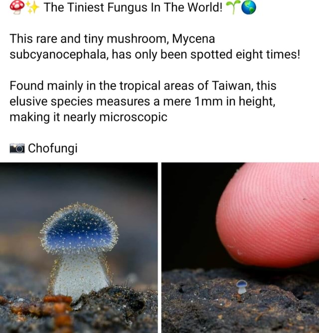 The Tiniest Fungus In The World! This rare and tiny mushroom, Mycena ...