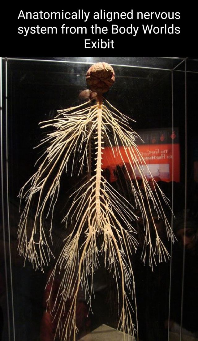 Anatomically aligned nervous system from the Body Worlds Exibit - iFunny