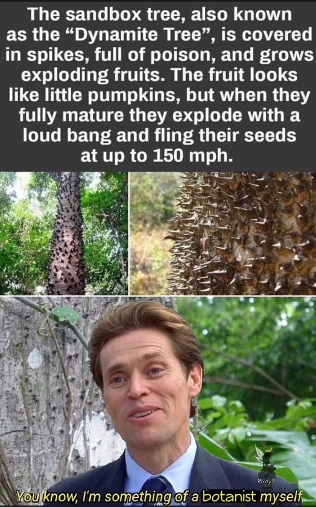 The sandbox tree, also known as the "Dynamite Tree", is covered in ...