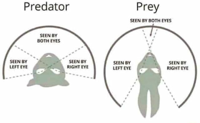 Predator Prey SEEN BY BOTH EYES - iFunny