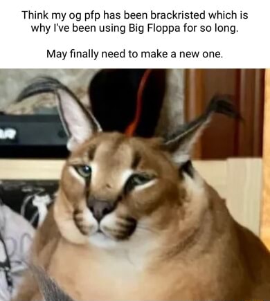 Think my og pfp has been brackristed which is why I've been using Big ...