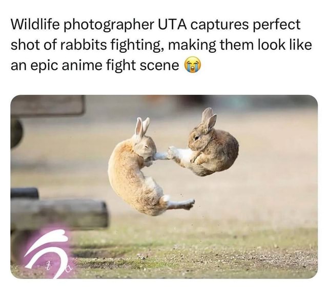 N/A - Wildlife photographer UTA captures perfect shot of rabbits ...