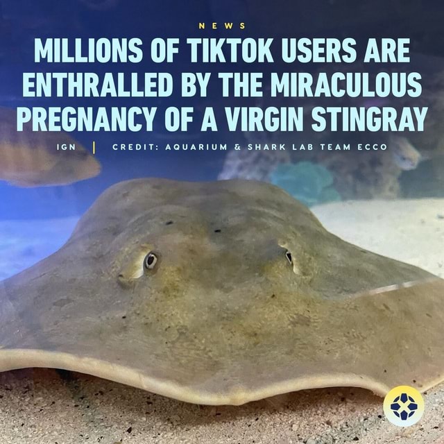 A stingray named Charlotte at The Aquarium and Shark Lab in North ...