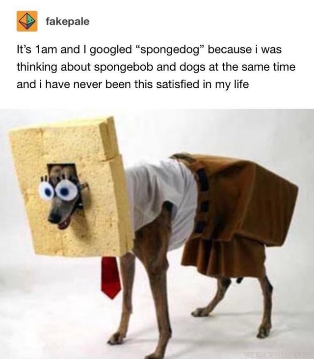 Fakepale It's and I googled "spongedog" because was thinking about ...