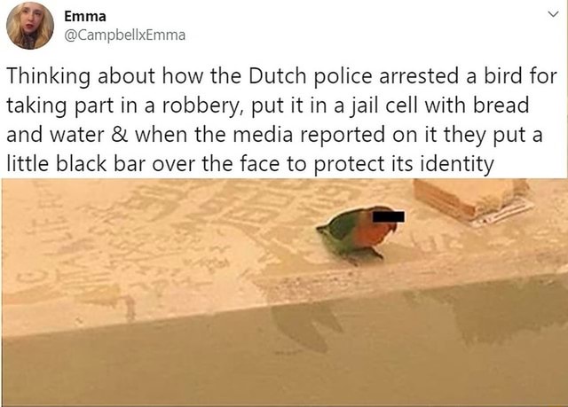 Thinking about how the Dutch police arrested a bird for taking part in ...