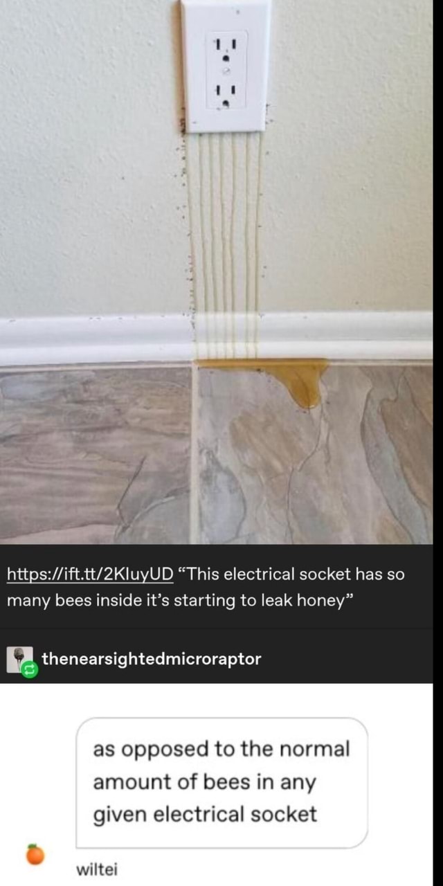 "This electrical socket has so many bees inside it's starting to leak ...