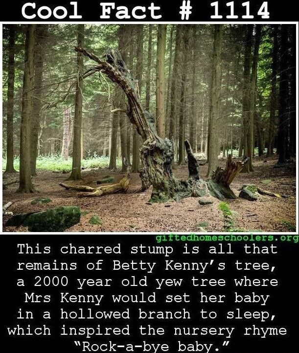 Cool Fact 1114 'edhomeschooler org This charred stump is all that ...