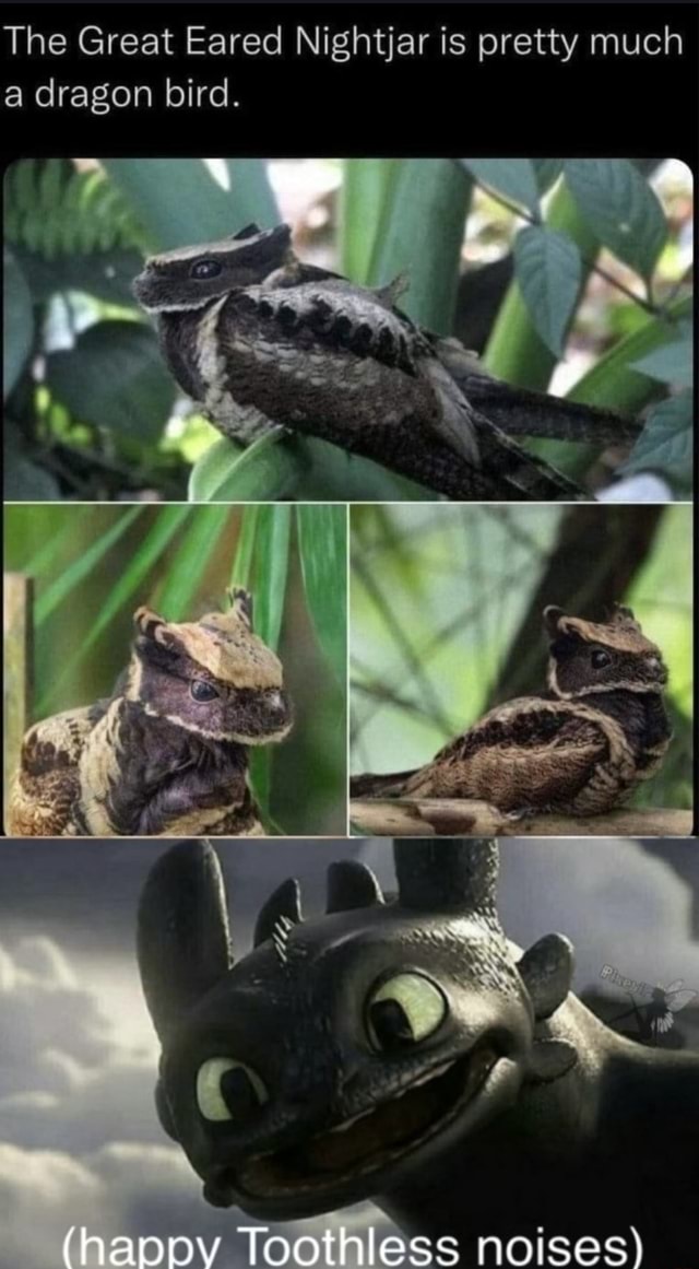 The Great Eared Nightjar is pretty much a dragon bird. (bs Toothless ...