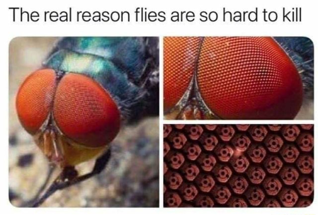 The real reason flies are so hard to kill - iFunny