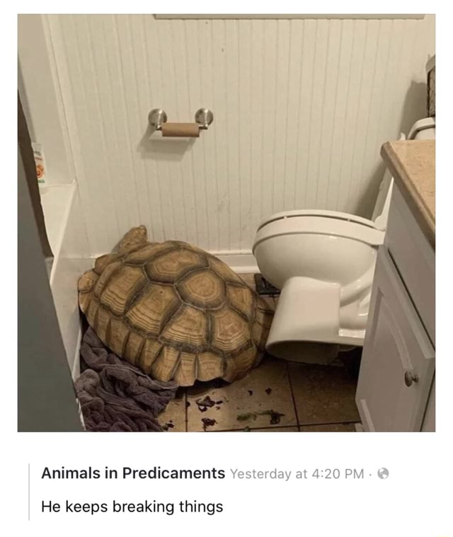 Animals in Predicaments Yesterday at PM - He keeps breaking things - iFunny