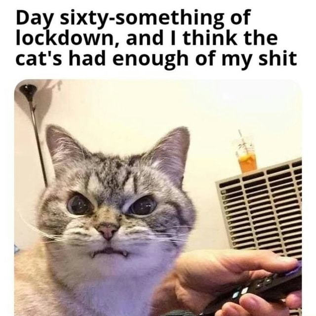 And I think the sixty-something of s had enough of my shi cat' - iFunny