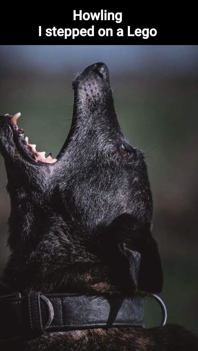 Howling I stepped on a Lego - America’s best pics and videos