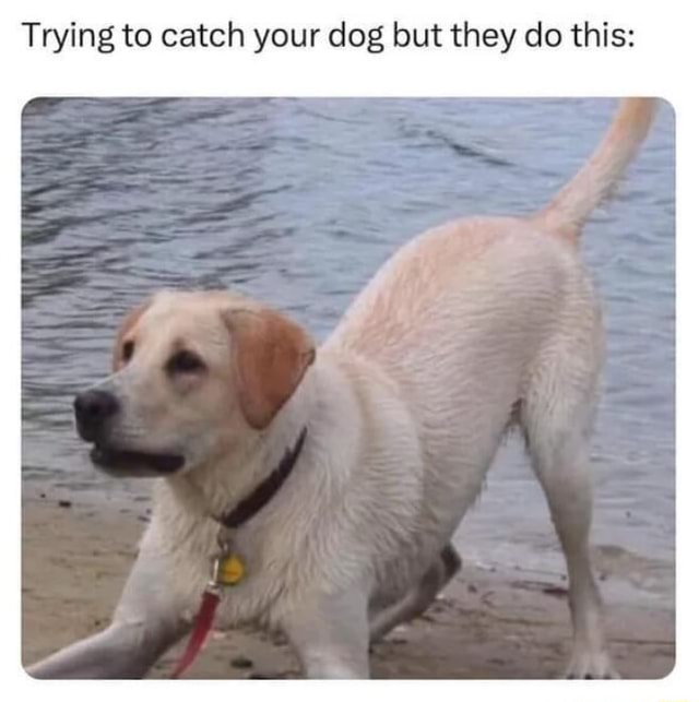 Trying to catch your dog but they do this: - iFunny