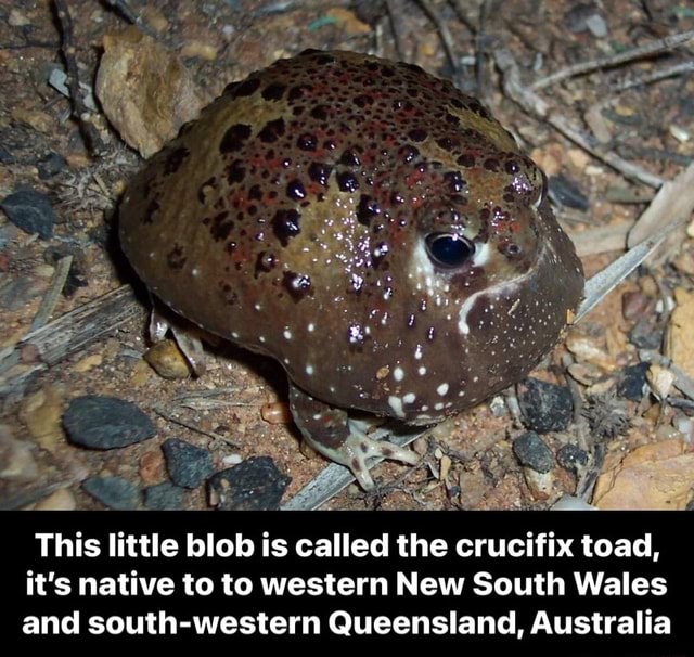 This little blob is called the crucifix toad, it's native to to western ...