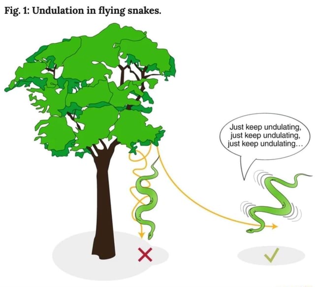 Fig. 1: Undulation in flying snakes. Just keep undulating, just keep ...