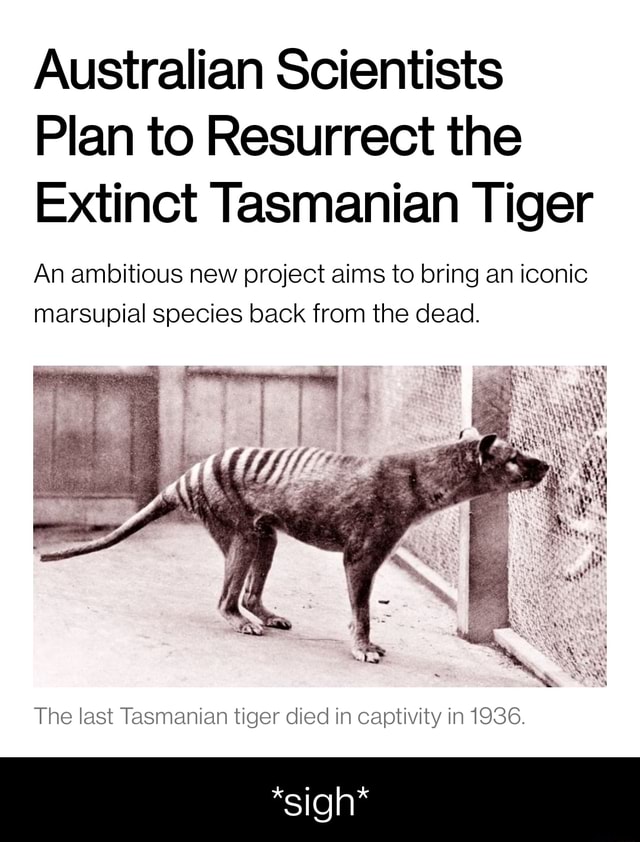 Australian Scientists Plan to Resurrect the Extinct Tasmanian Tiger An ...
