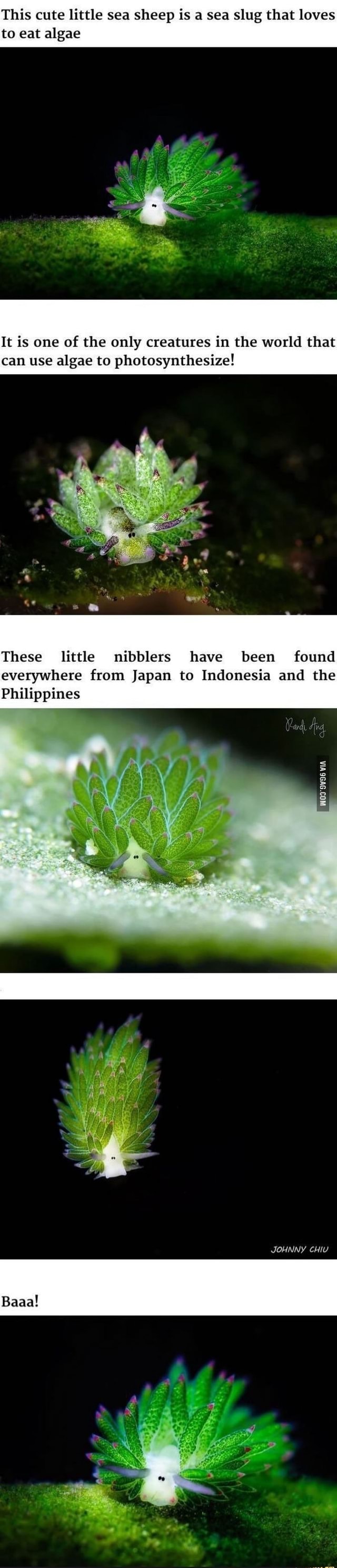 This cute little sea sheep is a sea slug that loves to eat algae It is ...