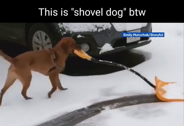 This is "shovel dog" btw Emily - iFunny