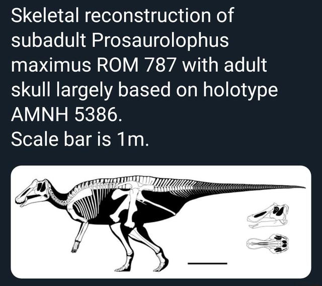 Skeletal reconstruction of subadult Prosaurolophus maximus ROM 787 With ...