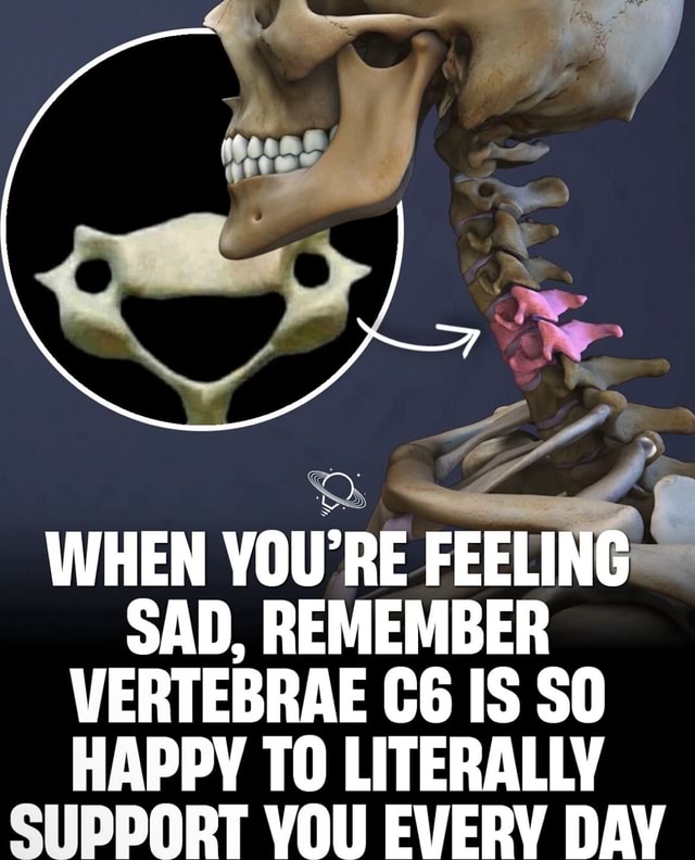 CF WHEN YOU'RE FEELING SAD, REMEMBER VERTEBRAE IS SO HAPPY TO LITERALLY ...