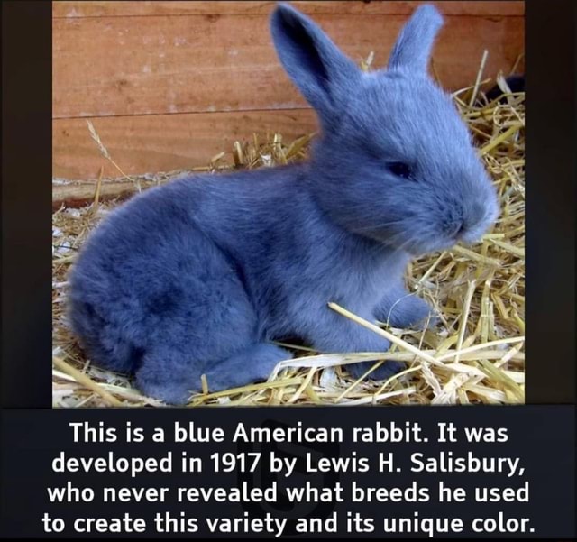 This is a blue American rabbit. It was developed in 1917 by Lewis H ...