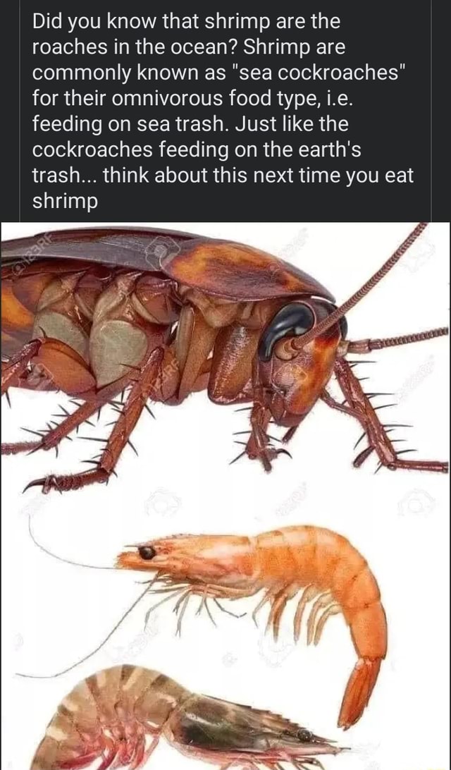 Did you know that shrimp are the roaches in the ocean? Shrimp are ...
