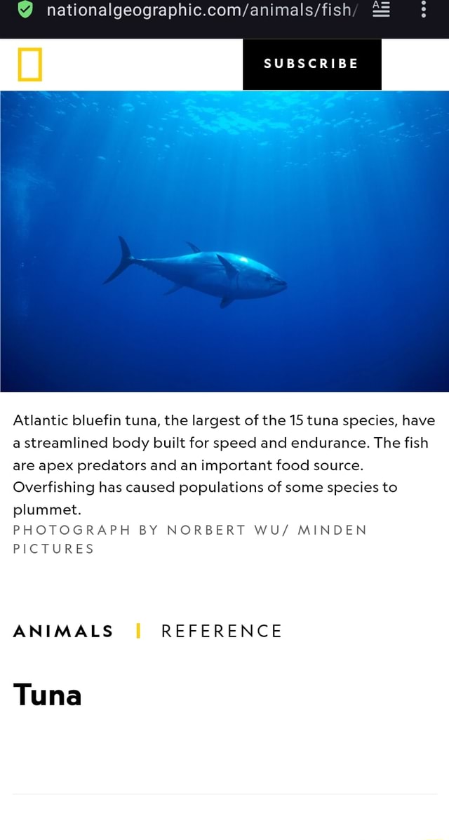 Nationalgeographic com SUBSCRIBE Atlantic bluefin tuna, the largest of ...