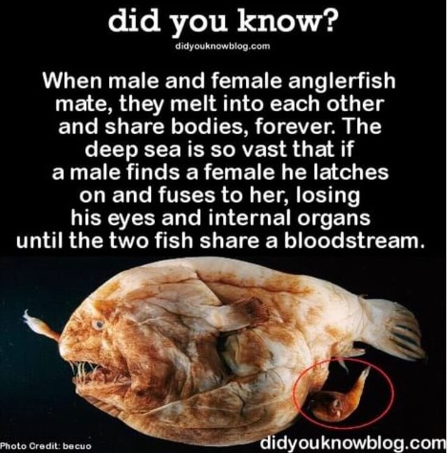 Did you know? When male and female anglerfish mate, they melt into each ...