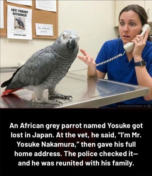 10st ra An African grey parrot named Yosuke got lost in Japan. At the ...