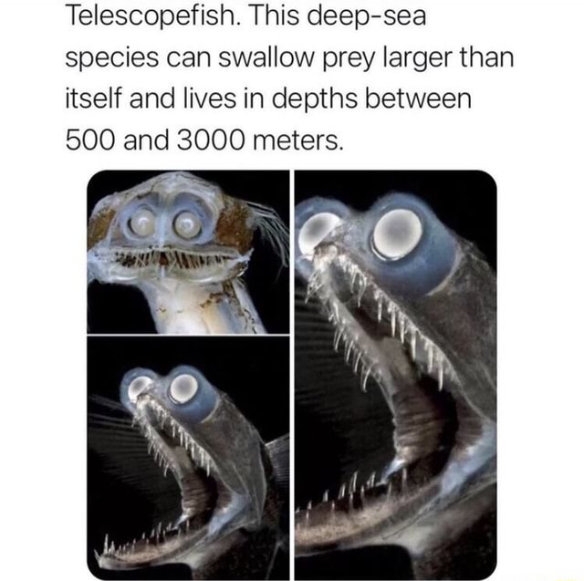 Telescopefish. This deep-sea species can swallow prey larger than ...