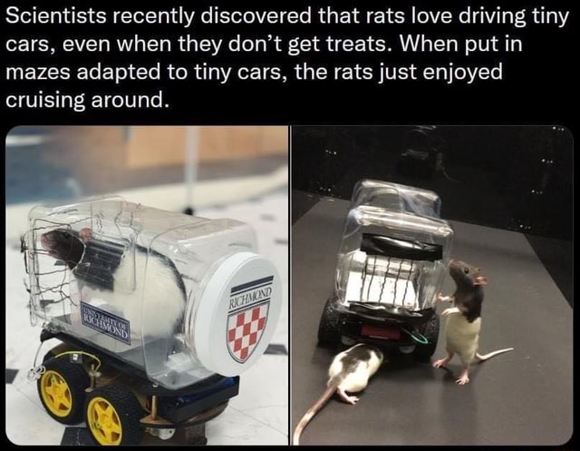 Scientists recently discovered that rats love driving tiny cars, even ...
