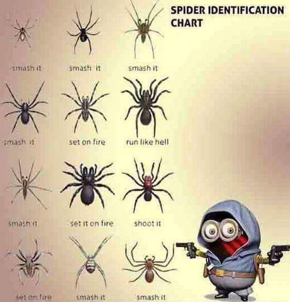 SPIDER IDENTIFICATION CHART smash it smash it smash it mash set on fire ...