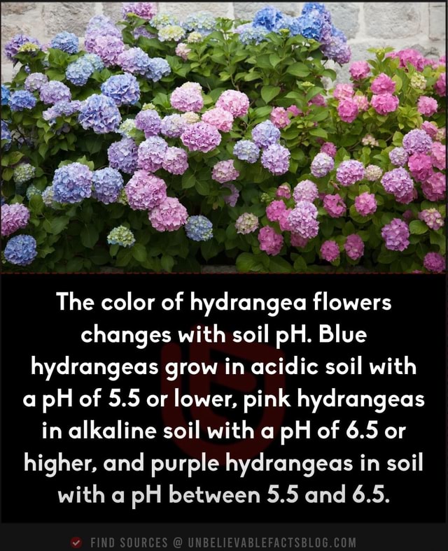 N/A - The color of hydrangea flowers changes with soil pH. Blue ...
