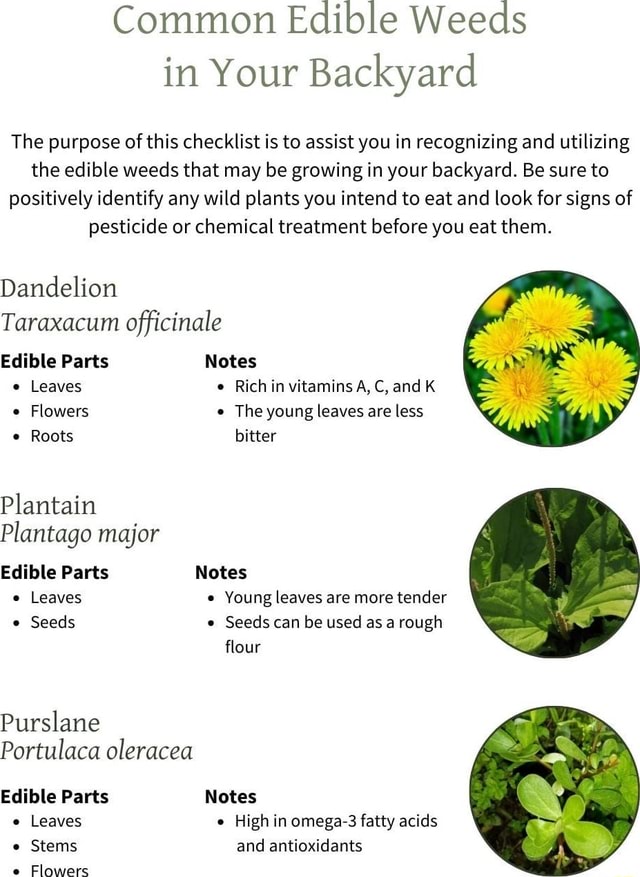 Common Edible Weeds in Your Backyard The purpose of this checklist is ...