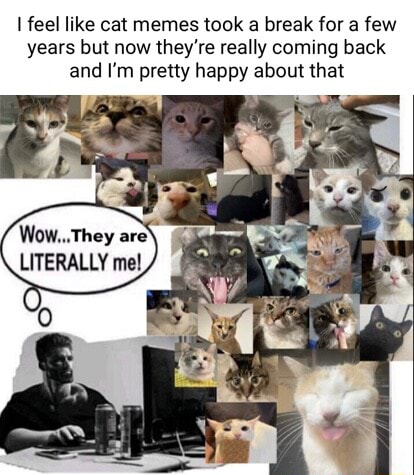 I feel like cat memes took a break for a few years but now they're ...