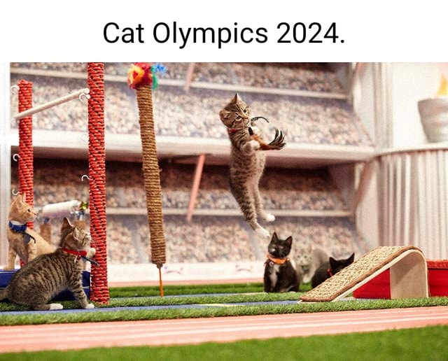 Cat Olympics 2024. - iFunny