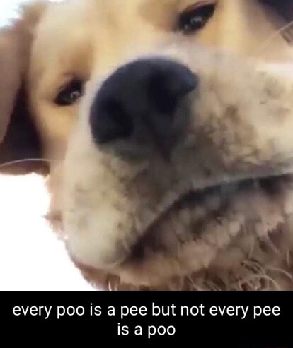 Every poo is a pee but not every pee is a poo - iFunny