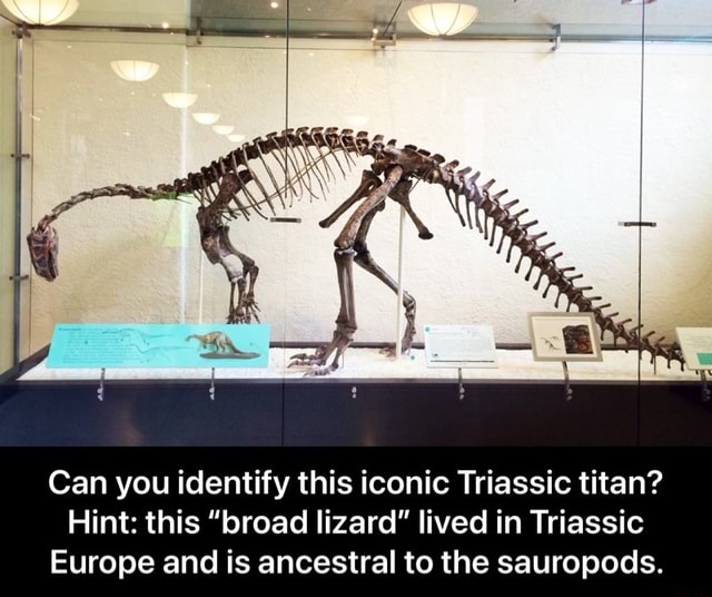 We. Can you identify this iconic Triassic titan? Hint: this "broad ...