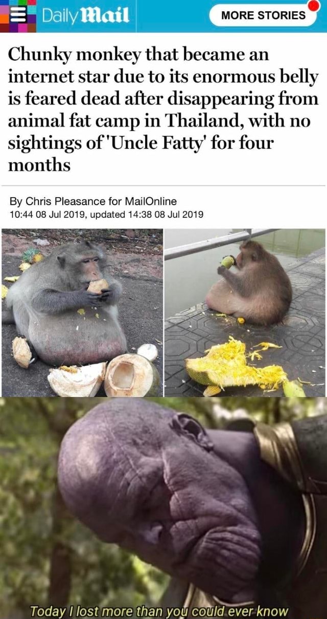 Chunky monkey that became an internet star due to its enormous belly is ...