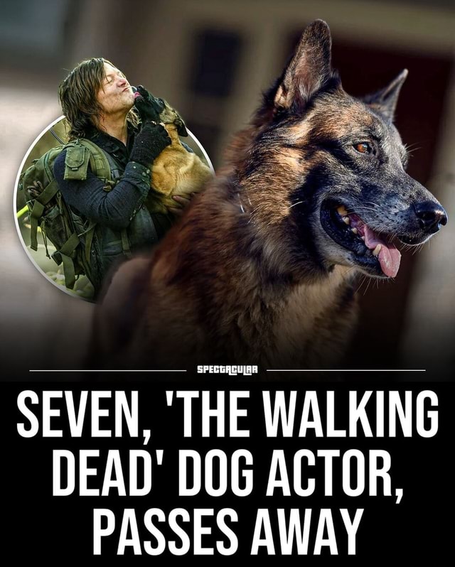 “Seven,” the Belgian Malinois who appeared in 25 episodes of AMC’s “The ...