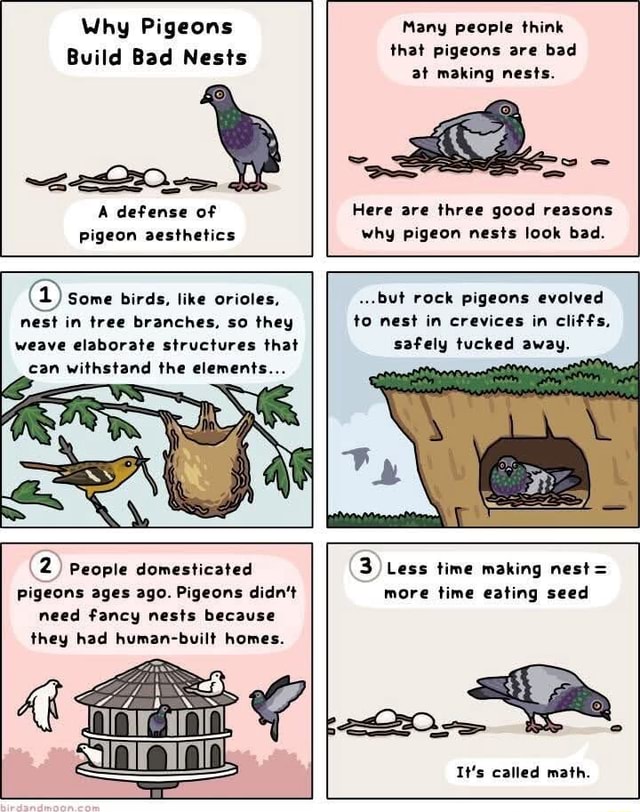 Why Pigeons Build Bad Nests A defense of pigeon aesthetics Many people ...