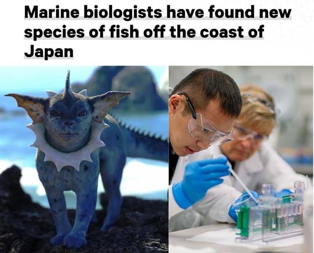 Marine biologists have found new species of fish off the coast of Japan ...